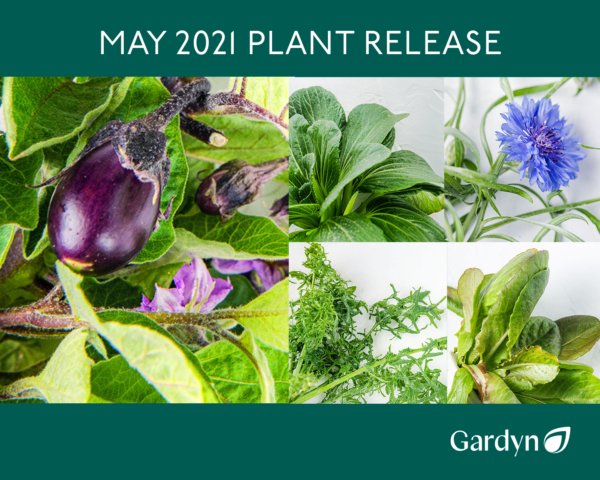 New Plant Release: 5 new flavor-packed varieties for May - Gardyn
