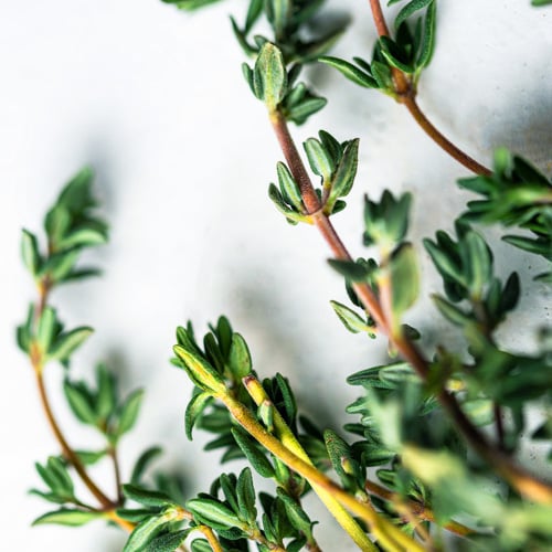Thyme Growing Guide | Indoor Hydroponic Tips