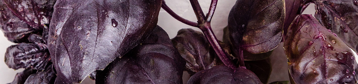 Purple Basil Growing Guide | Indoor Hydroponic Tips