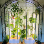Gardyn: Hydroponic Indoor Garden System, Grow Herbs, Flowers & Vegetables
