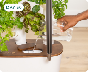 How It Works: How To Start A Garden Indoors With Gardyn