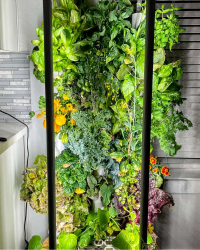 Gardyn 4.0: Hydroponic Indoor Garden System, Growing Vegetables, Herbs ...