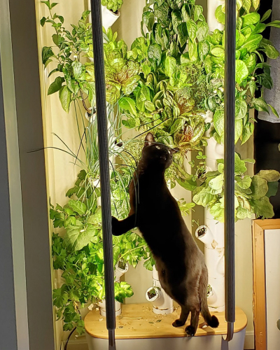 Gardyn 4.0: Hydroponic Indoor Garden System, Growing Vegetables, Herbs ...