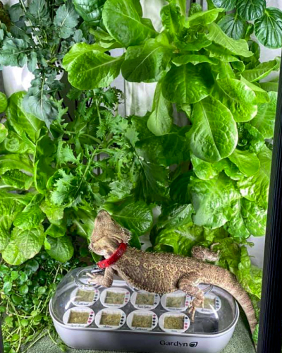 Gardyn 4.0: Hydroponic Indoor Garden System, Growing Vegetables, Herbs ...